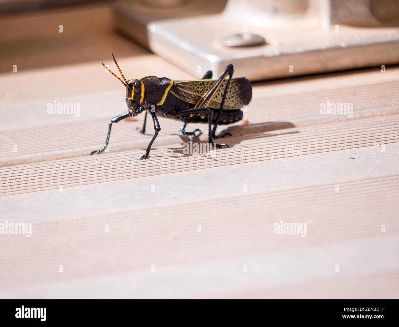 Eastern lubber grasshopper poisonous hi-res stock photography and ...