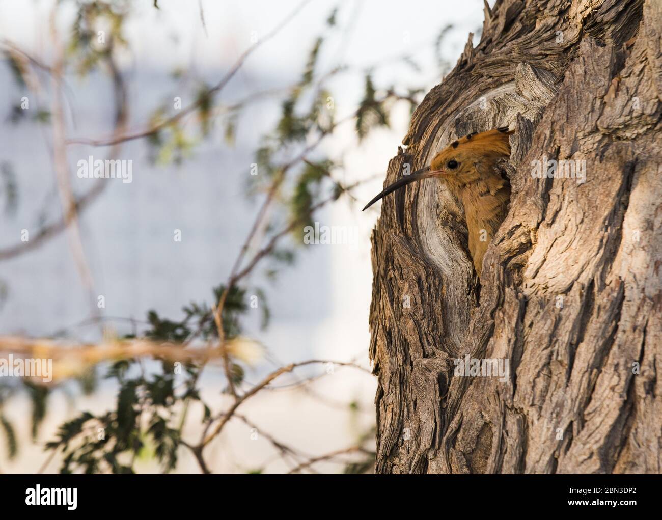 The Eurasian Hoopoe or Common hoopoe Upupa epops bird chicks prepares ...