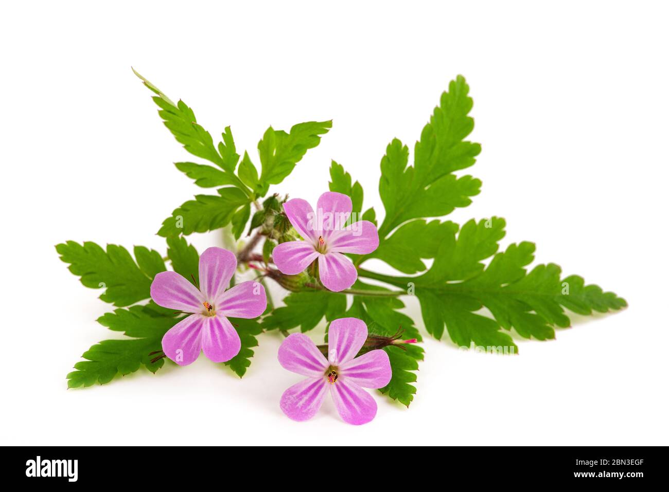 Herb Robert flowers isolated on white background Stock Photo - Alamy