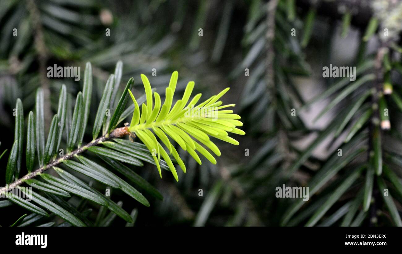 conifer tree twig, buds. Young green sprouts conifer tree twig needles ...
