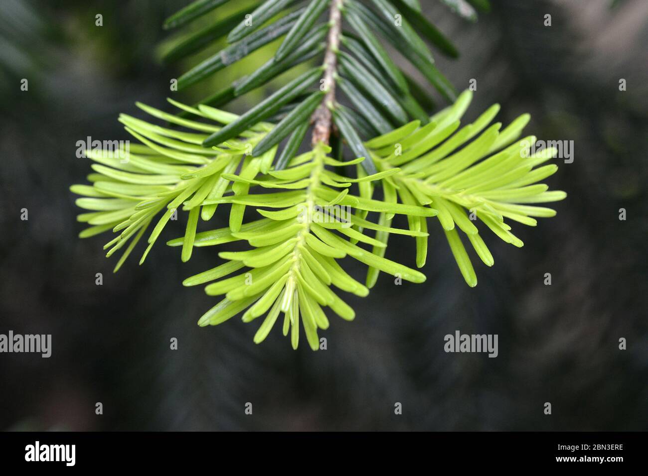 conifer tree twig, buds. Young green sprouts conifer tree twig needles ...