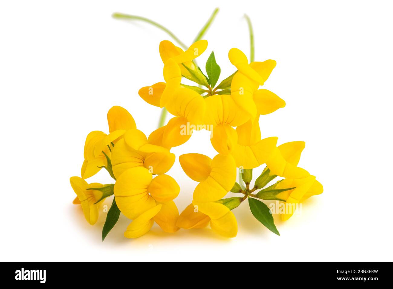 common bird's foot trefoil isolated on white Stock Photo - Alamy