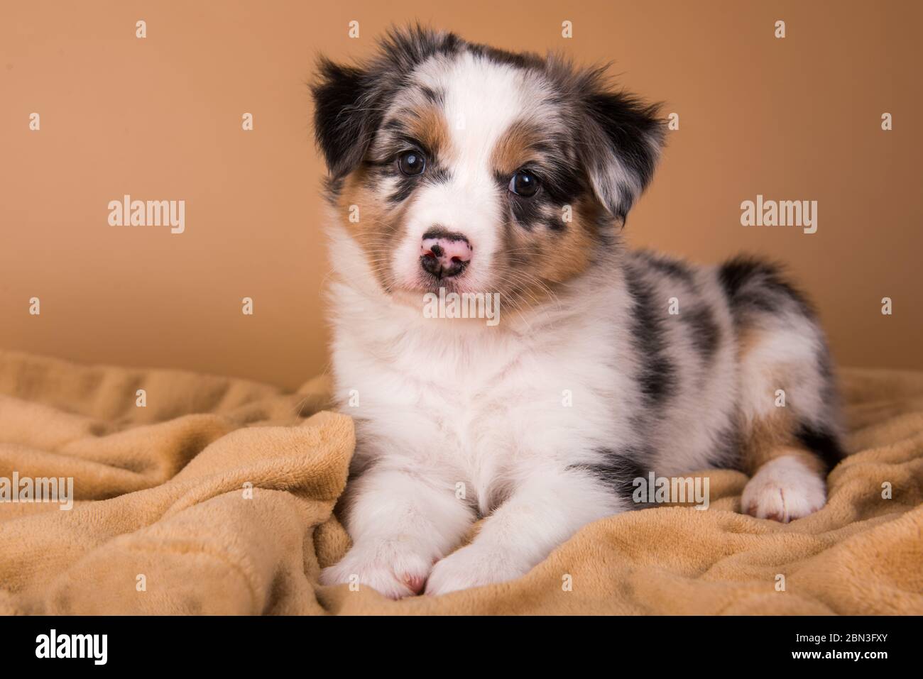 Red Merle Australian Shepherd puppy, six weeks old Stock Photo - Alamy