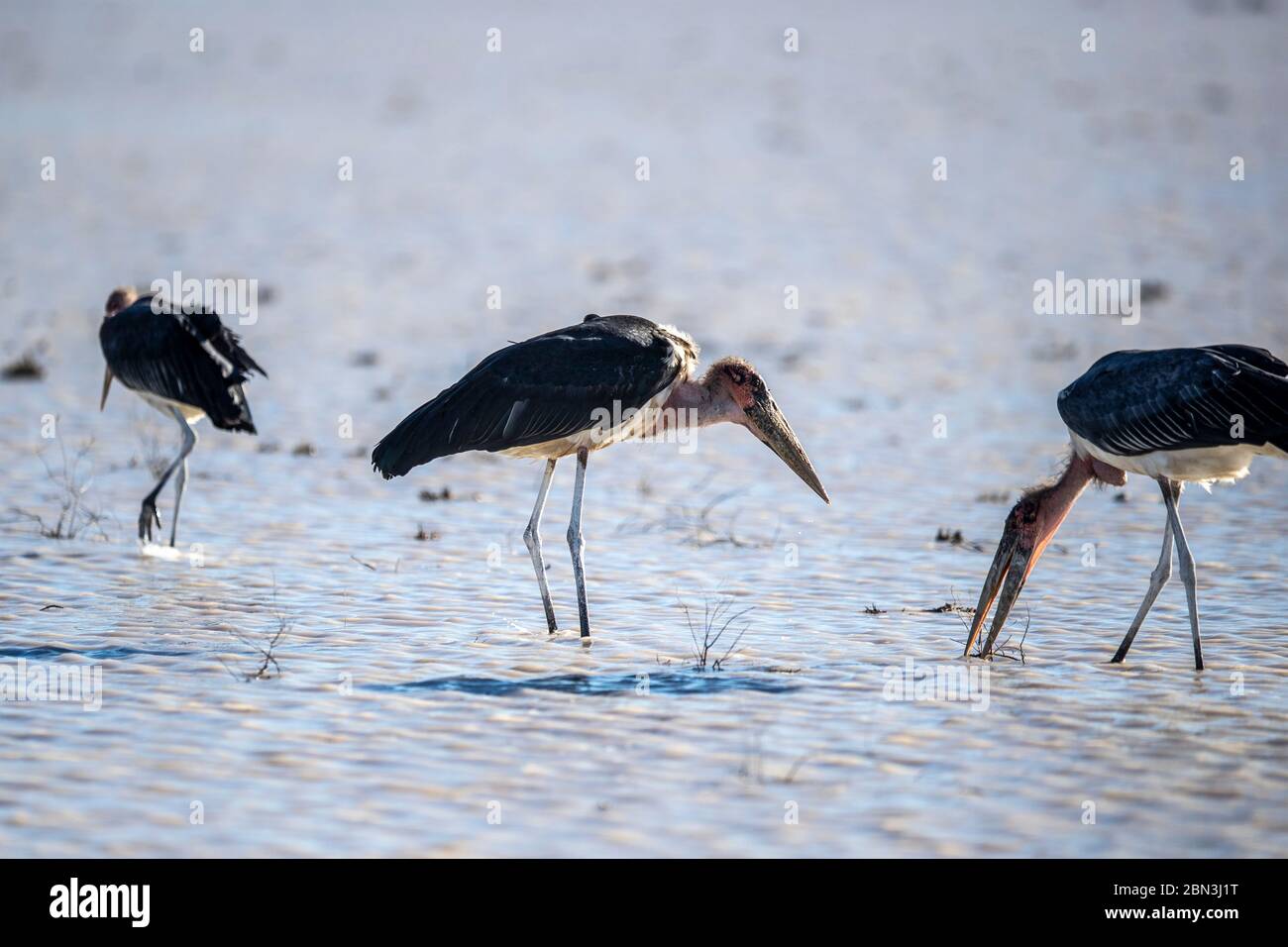 Africa rocks aviary hi-res stock photography and images - Alamy