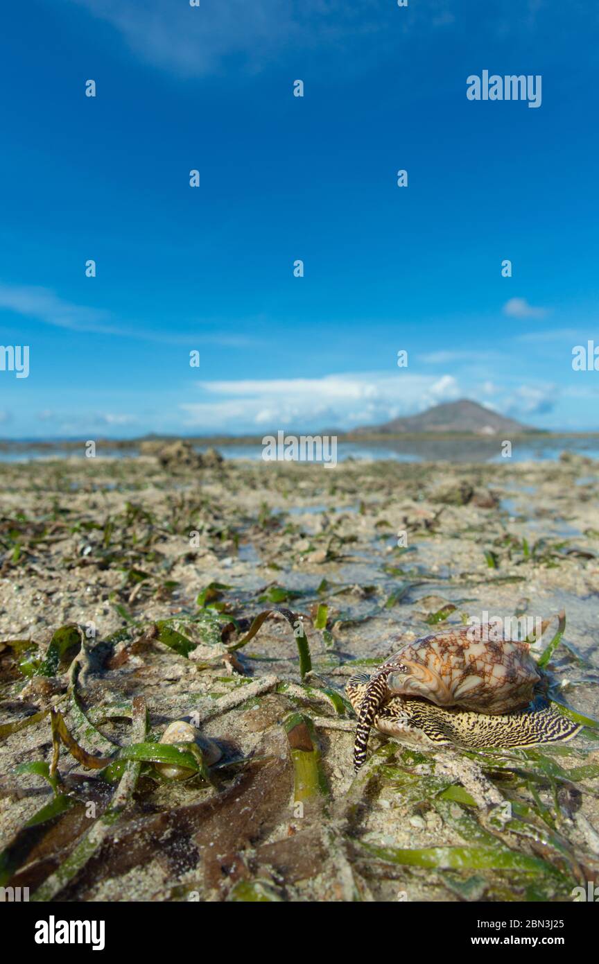 Bat Volute Sea Shell (Cymbiola vespertilio) hunting a bivalve mollusc ...
