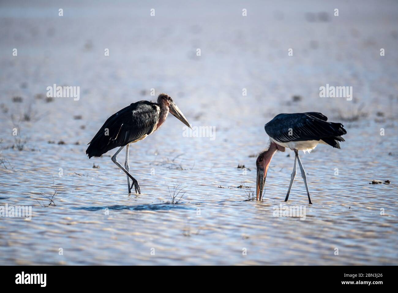 Africa rocks aviary hi-res stock photography and images - Alamy