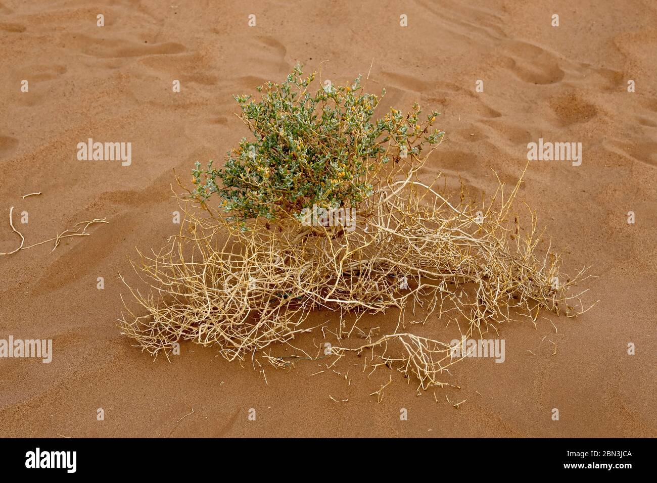 Plant growing in the Sahara, Morocco Stock Photo - Alamy