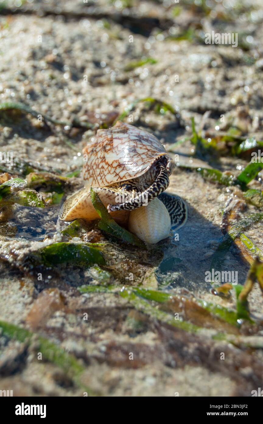 Bat Volute Sea Shell (Cymbiola vespertilio) hunting a bivalve mollusc ...