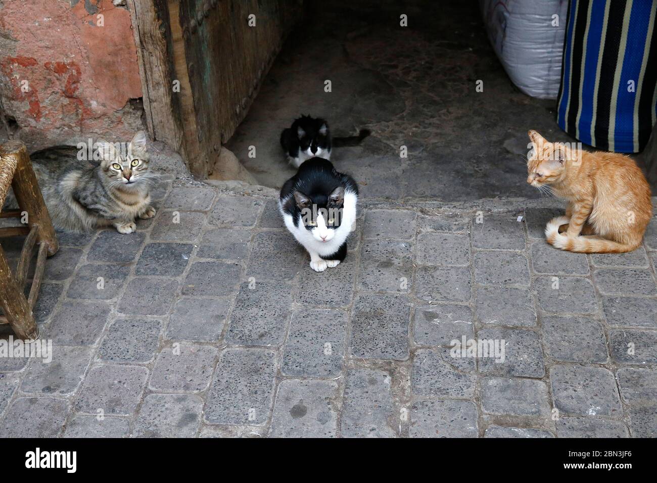 Cats in Marrakesh medina (old city), Morocco Stock Photo - Alamy