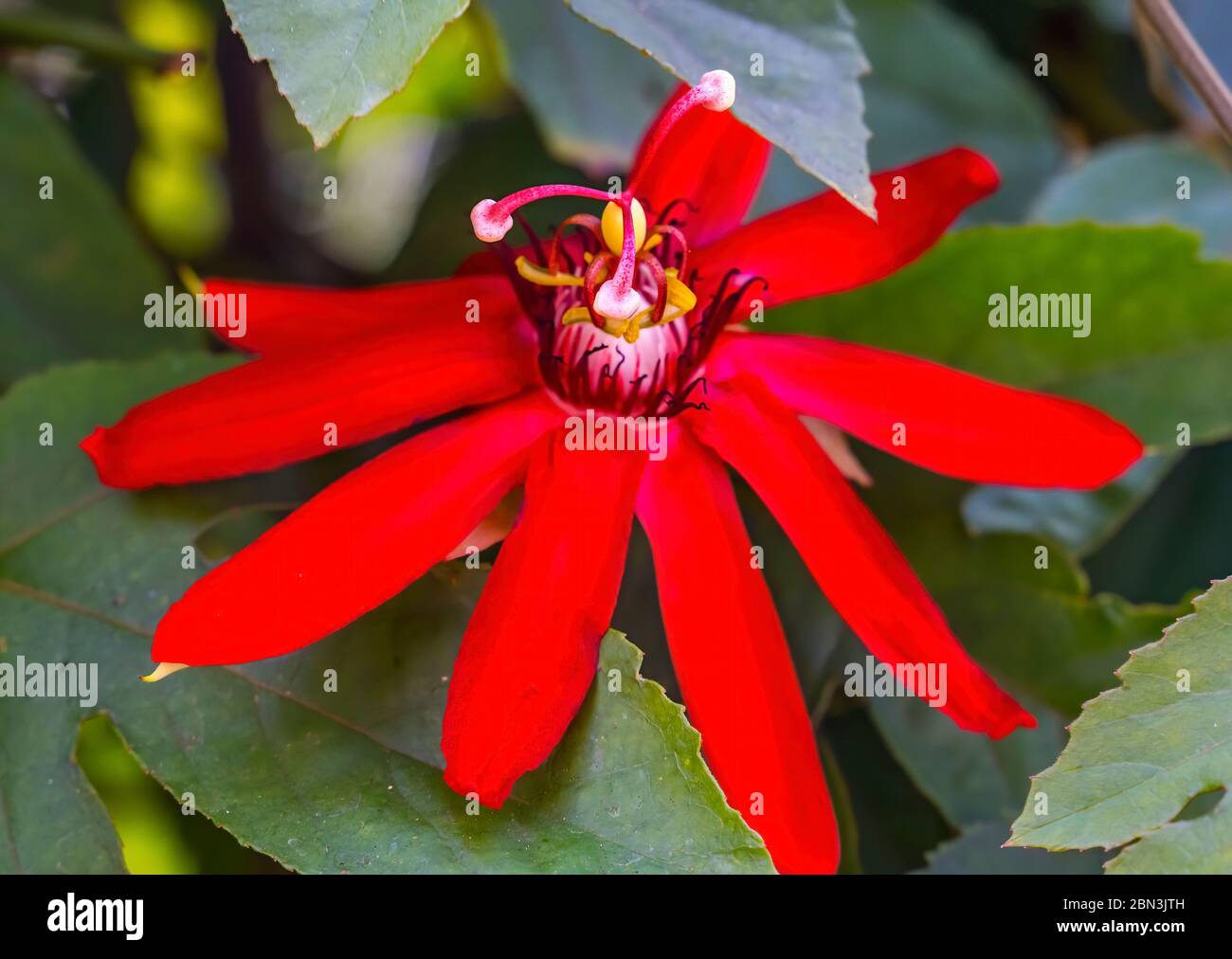 Bright Red Calcanthus Floridus Eastern Sweetshrub Blooming Garden ...