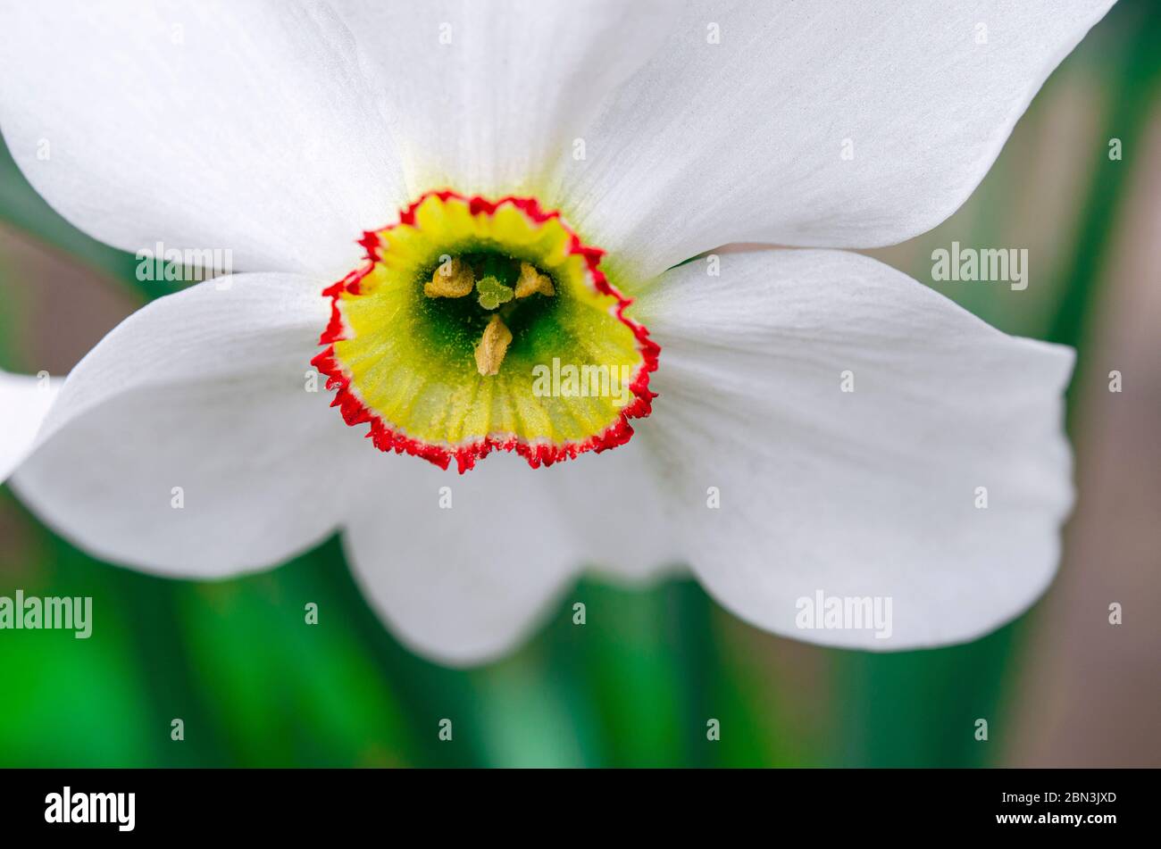Spring narcis flower with white petals grows in the garden Stock Photo ...