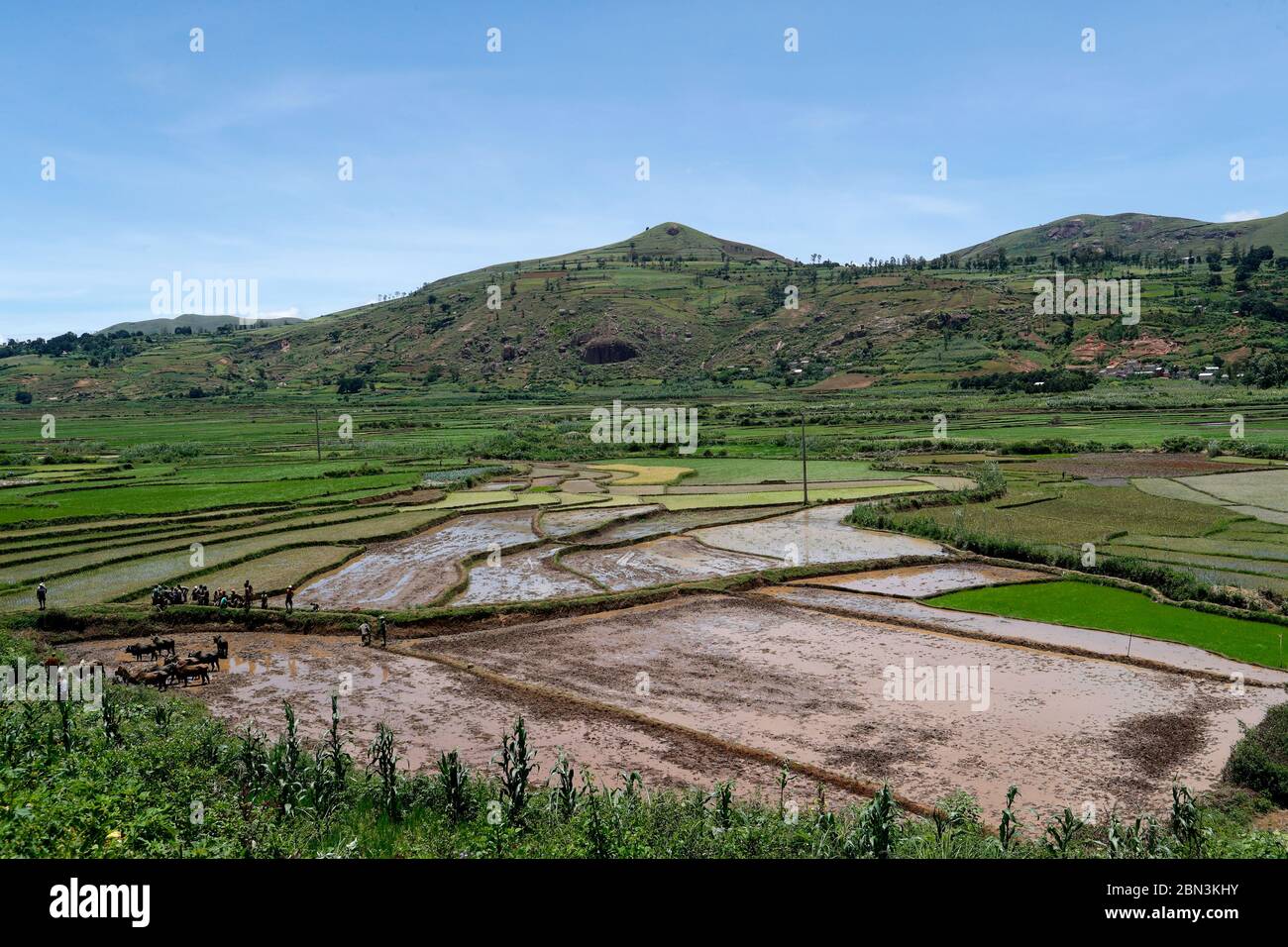 Riz paddy madagascar hi-res stock photography and images - Alamy
