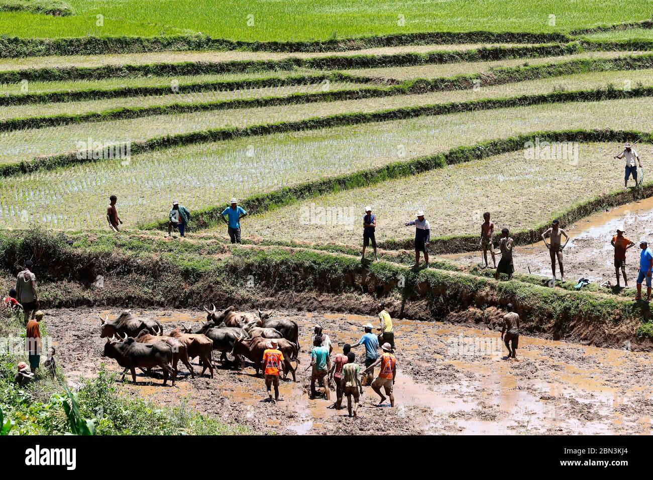 Paysage de rizière madagascar hi-res stock photography and images - Alamy