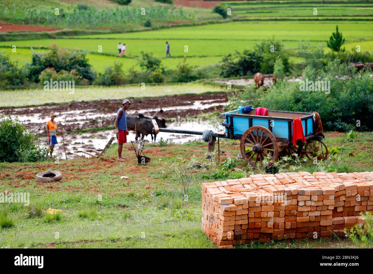 African Rice Farmers High Resolution Stock Photography and Images - Alamy