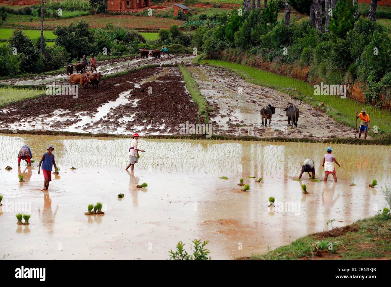 Rice paddy fields. Women planting seedlings. Madagascar Stock Photo - Alamy