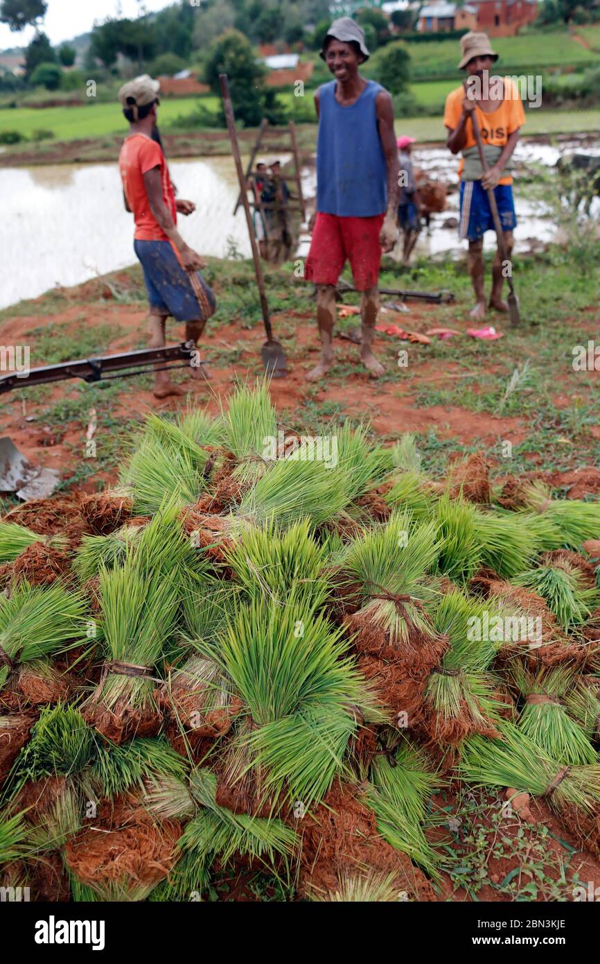 Rice seedling in paddy farm. Madagascar Stock Photo - Alamy