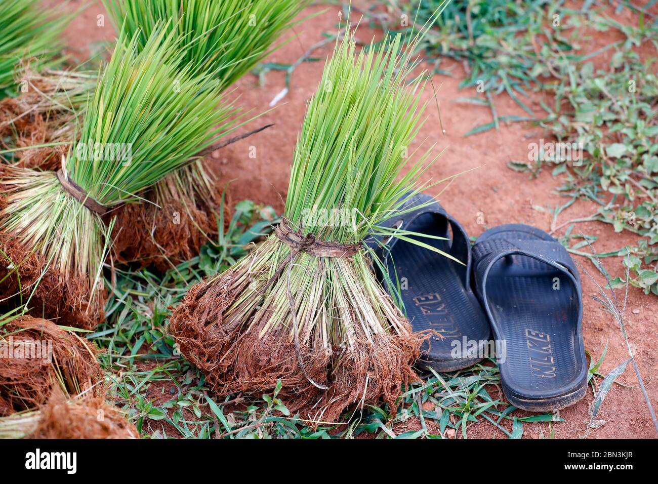 Rice seedling in paddy farm. Close-up. Madagascar Stock Photo - Alamy