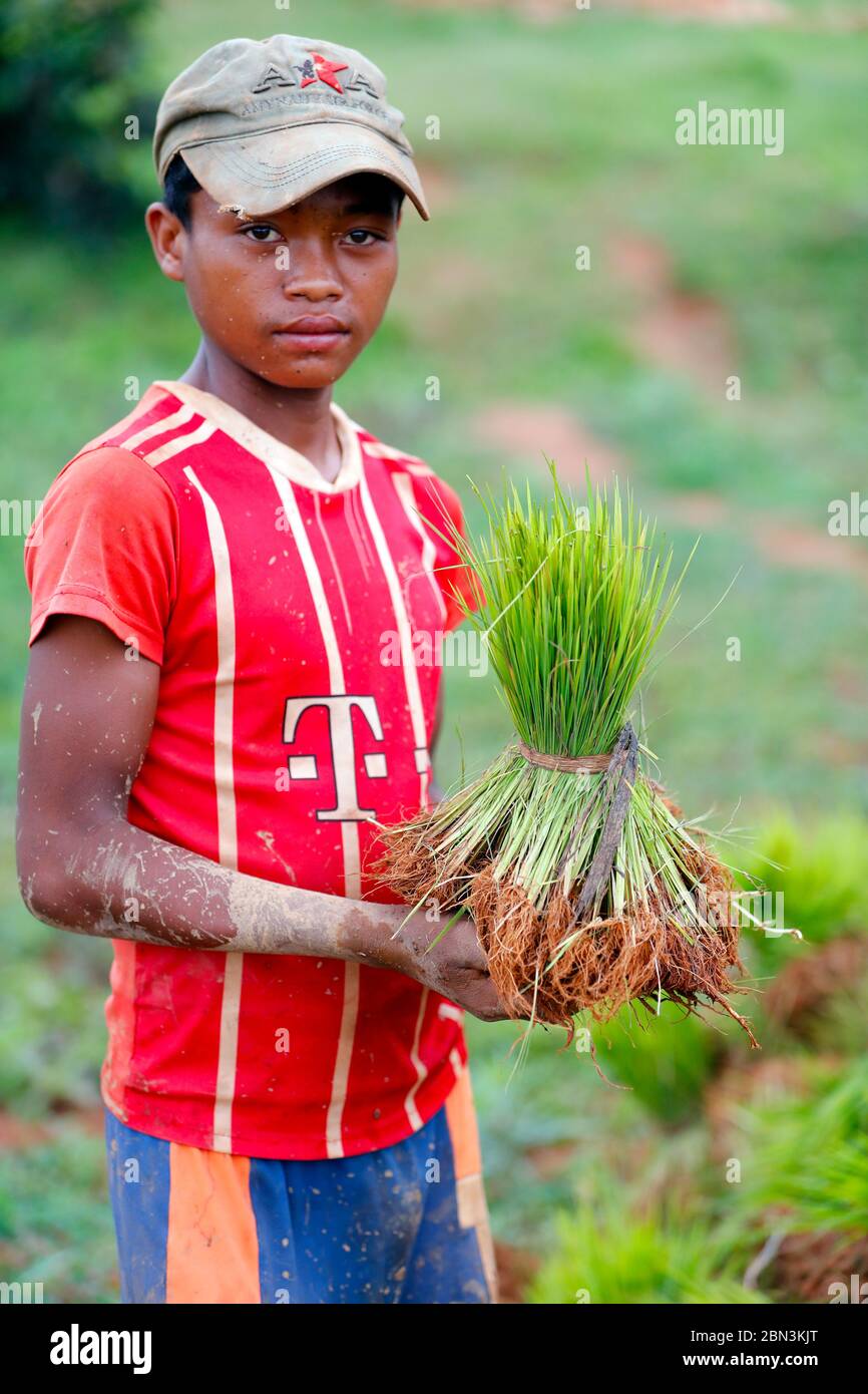 Farmer with rice seedling in hands. Madagascar Stock Photo - Alamy