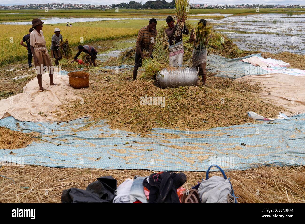 Rice paddy fields. Farmers harvest and thresh by hand. Antananarivo ...