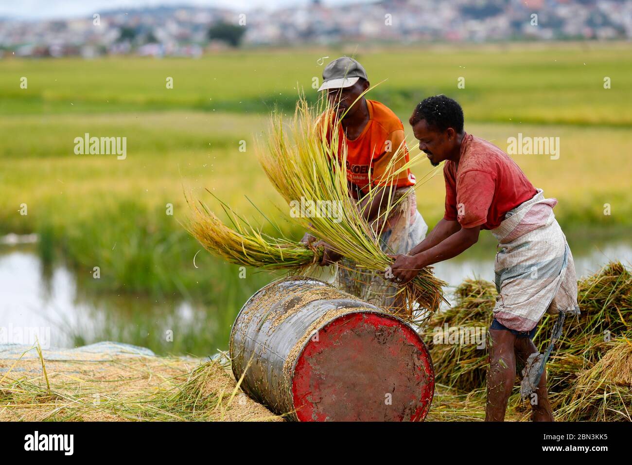 Rice paddy fields. Farmers harvest and thresh by hand. Antananarivo ...