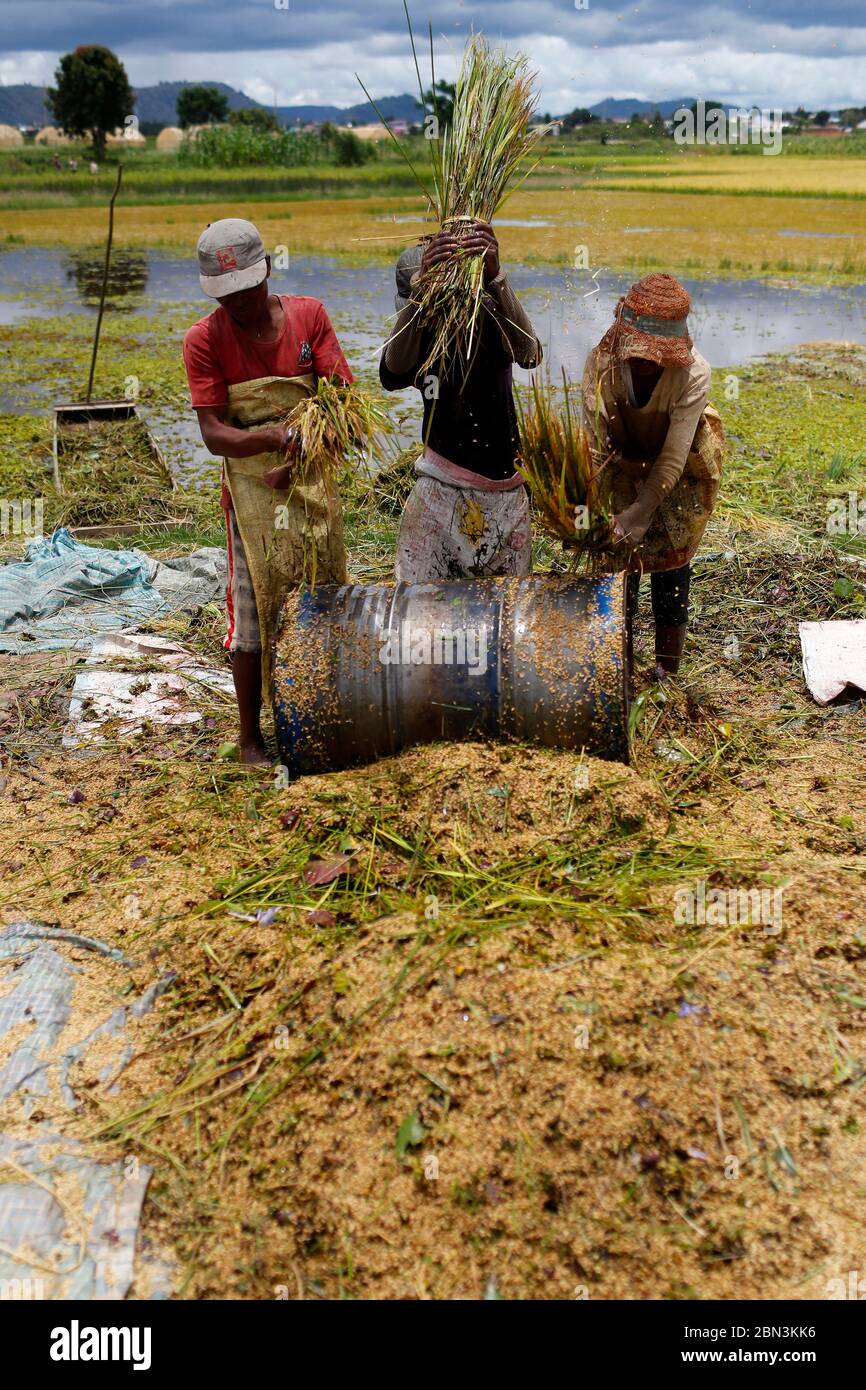 Rice paddy fields. Farmers harvest and thresh by hand. Antananarivo ...