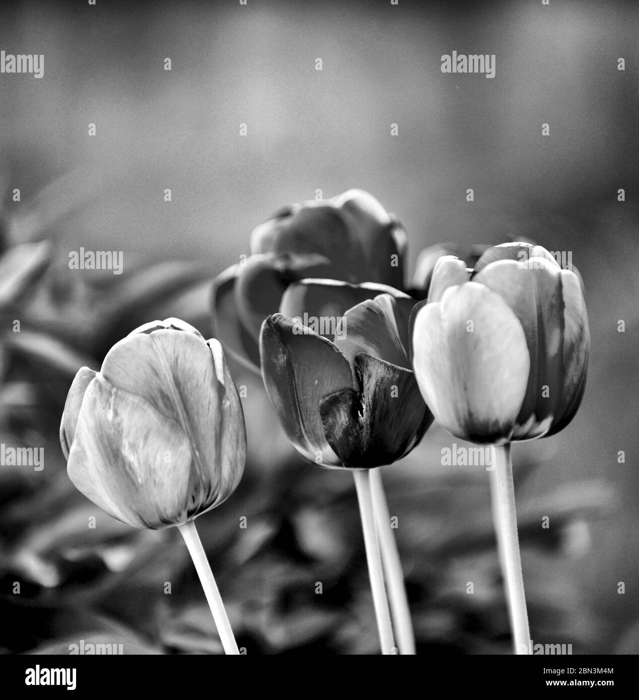 Backyard spring background Black and White Stock Photos & Images - Alamy