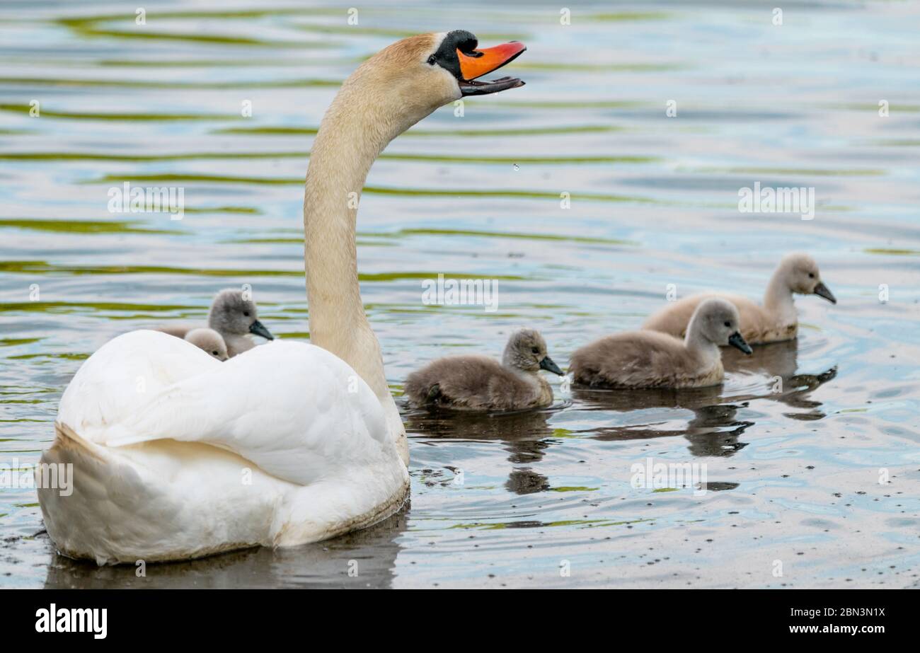 Swan. White swans. Goose. Swan family walking on water. Swan bird with ...