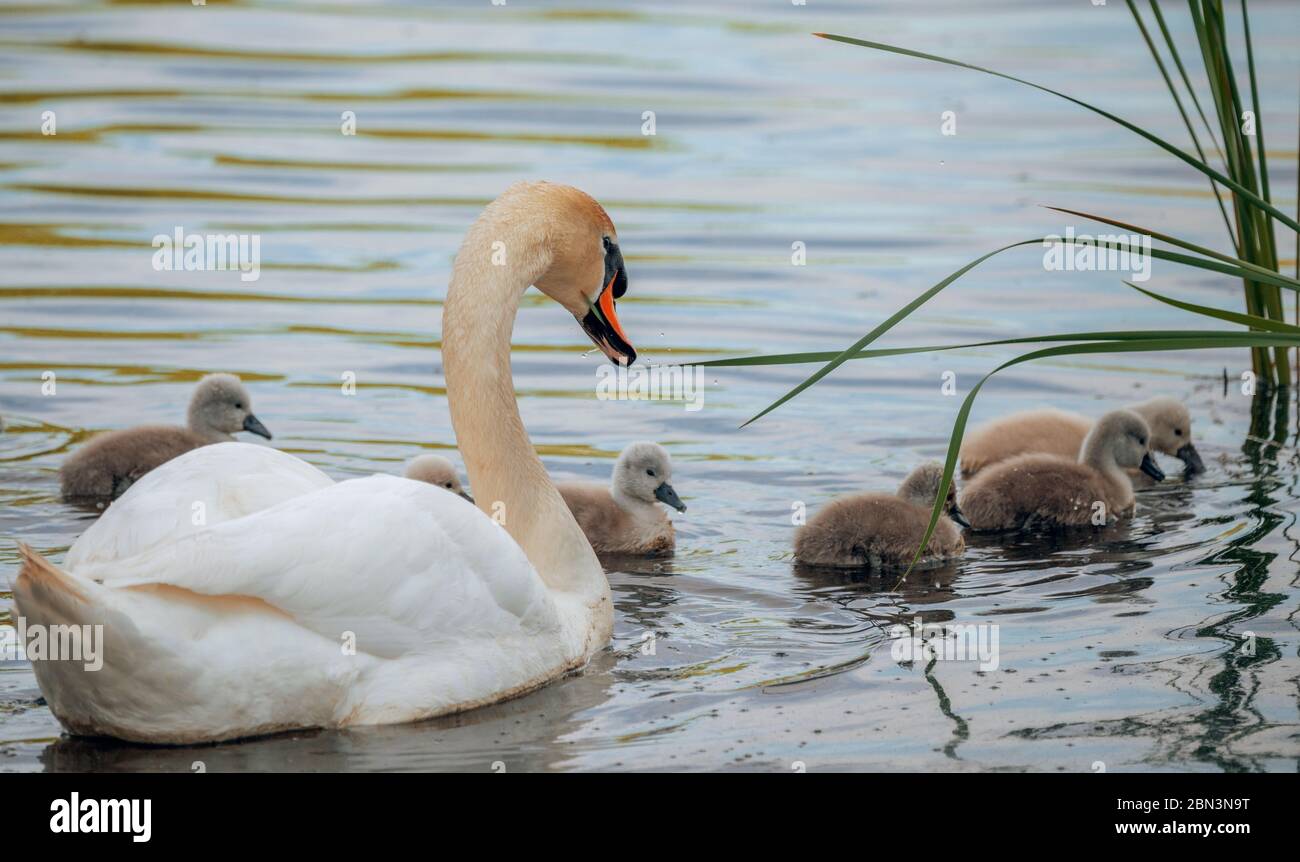 Swan. White swans. Goose. Swan family walking on water. Swan bird with ...
