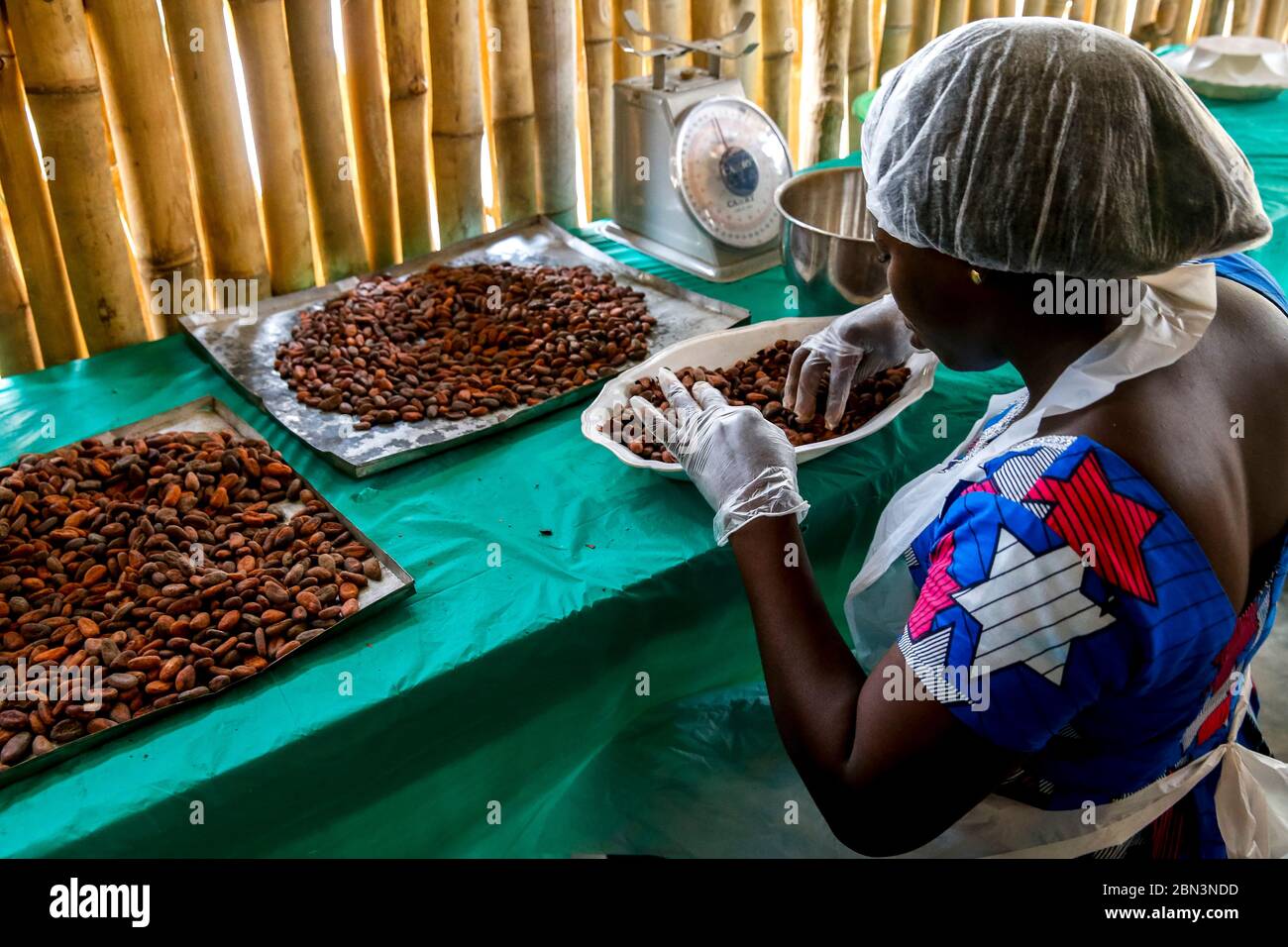 Cocoa processing hi-res stock photography and images - Alamy