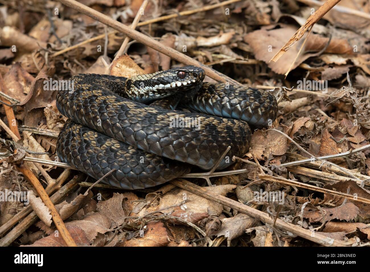 Adder (Vipera berus) basking in leaf litter Stock Photo - Alamy
