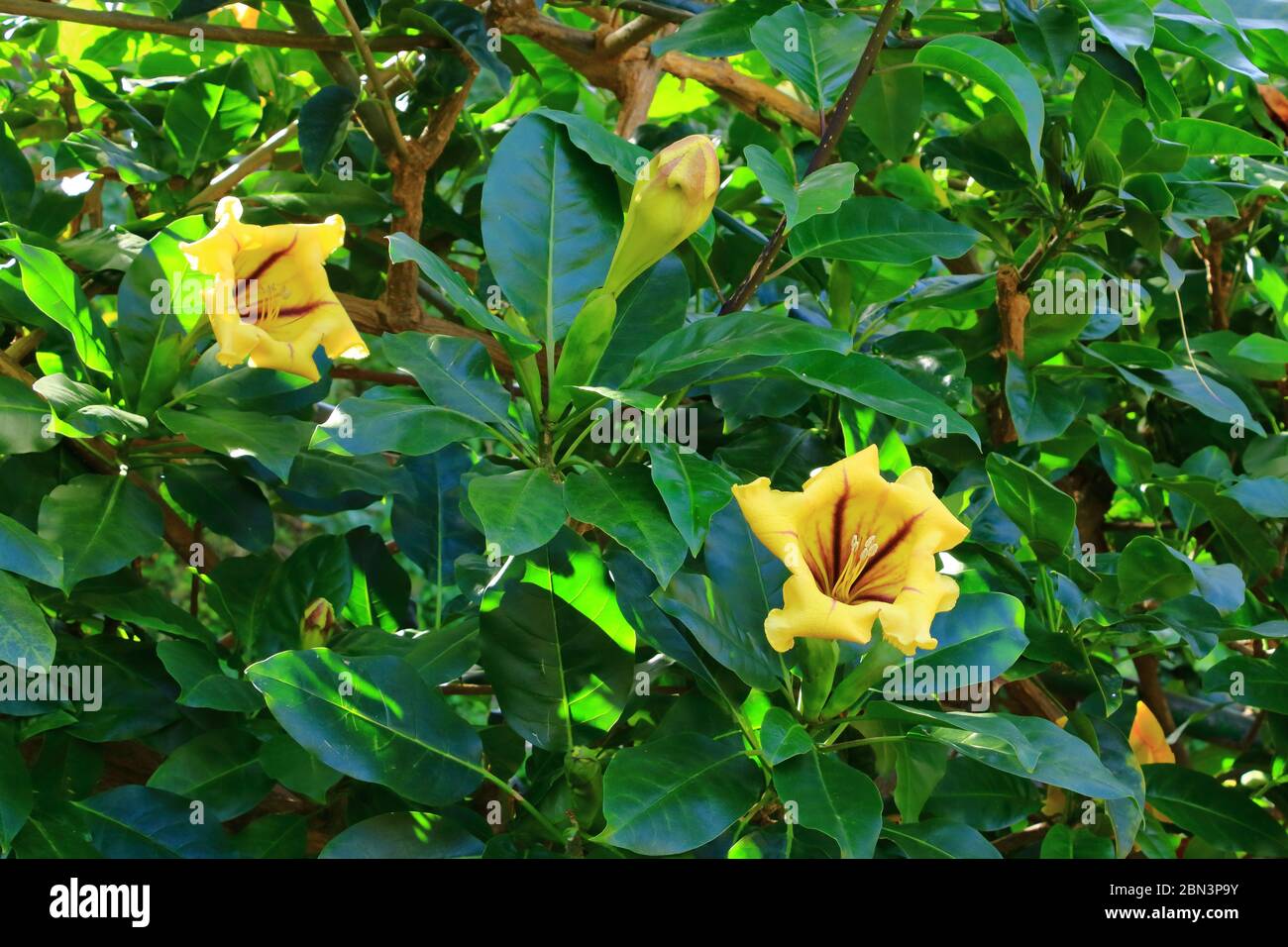 Lily solandra maxima hi-res stock photography and images - Alamy