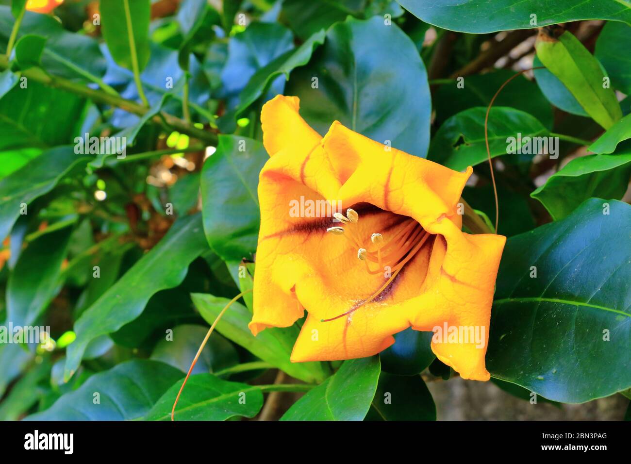 Solandra maxima flower from La Gomera on Canary Islands Stock Photo - Alamy