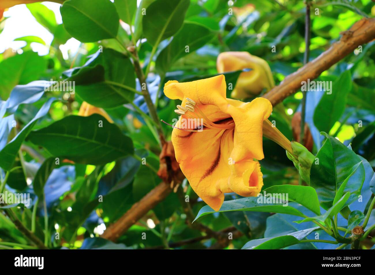 Solandra maxima flower from La Gomera on Canary Islands Stock Photo - Alamy
