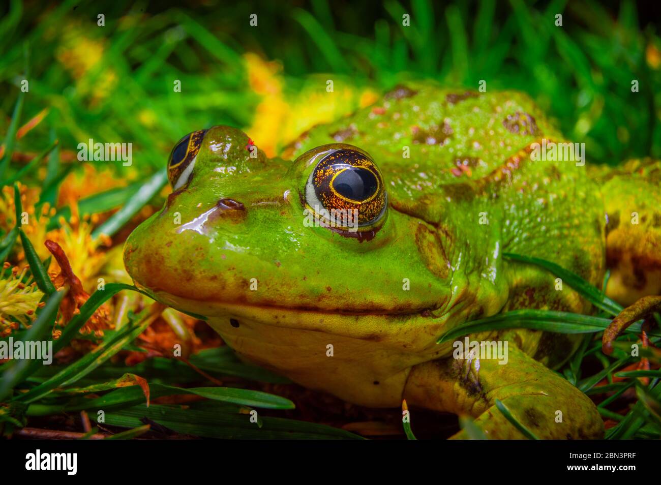 Adult green frog sitting in grass looking toward the camera Stock Photo ...