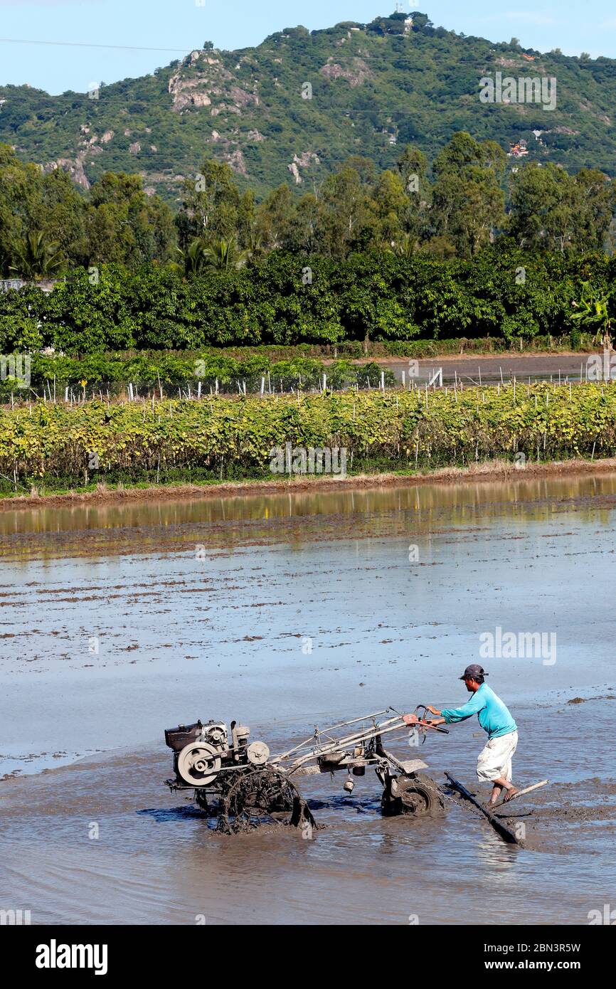 Man using a motorcycle farmer in rice field. Chau Doc. Vietnam Stock ...