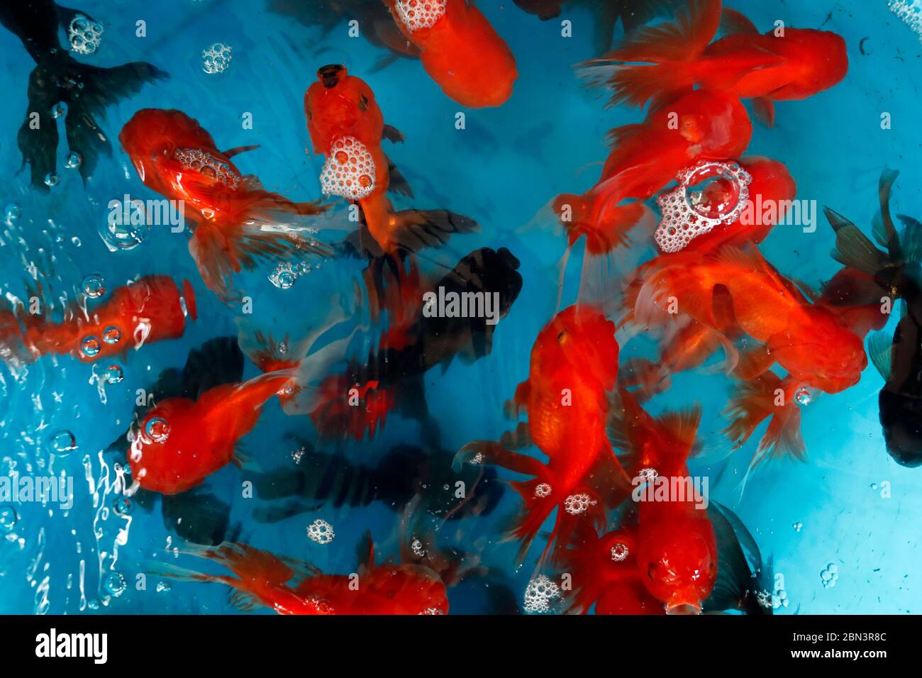 Pet store. Tropical aquarium fish for sale. Vietnam Stock Photo - Alamy
