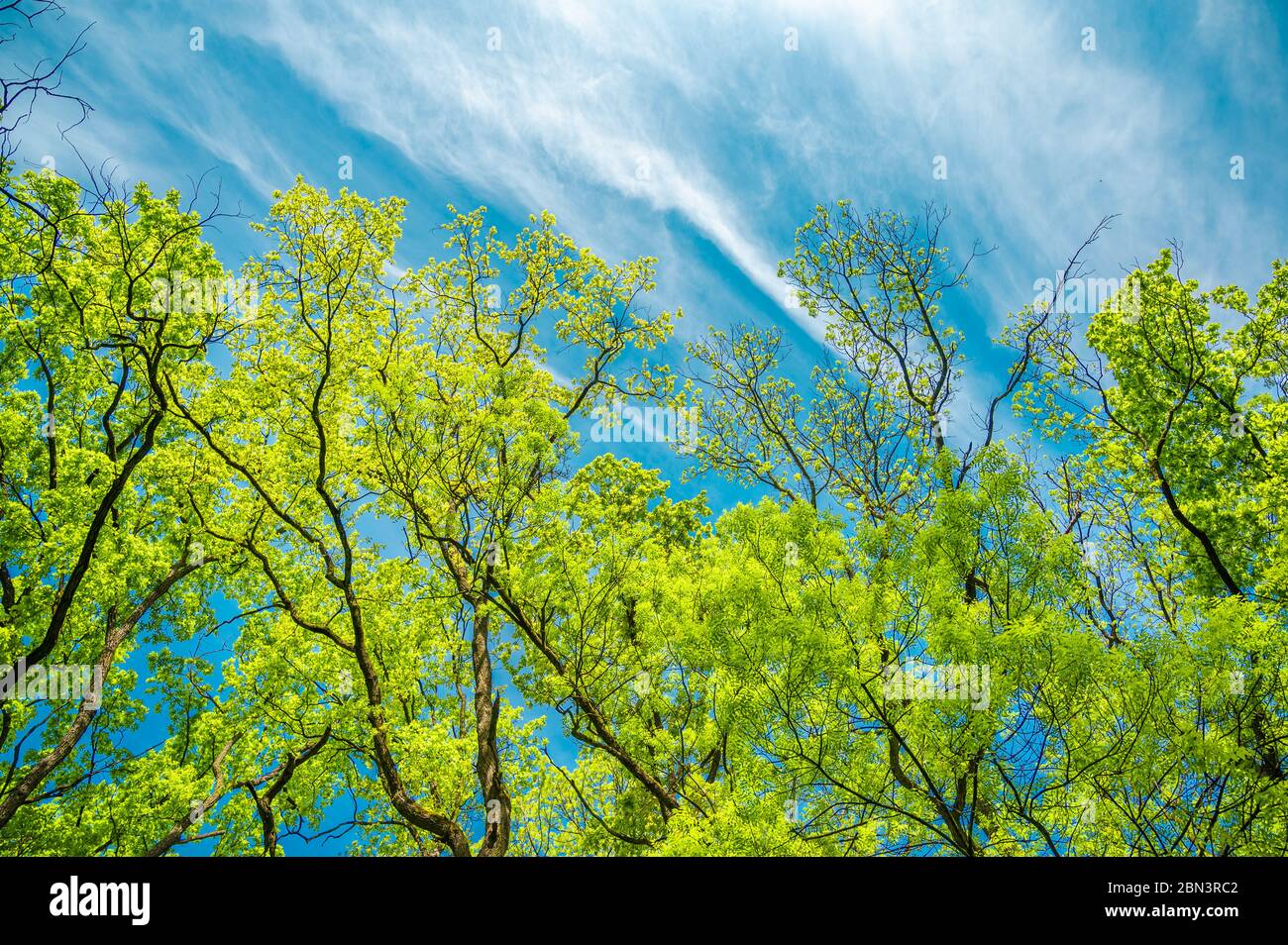 The canopy of tall trees framing a clear blue sky, with the sun shining ...
