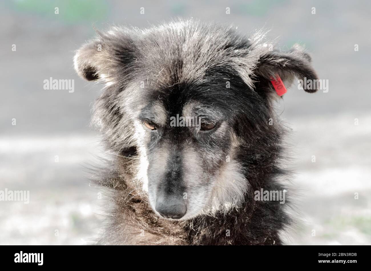 portrait of a very sad pooch dog Stock Photo - Alamy