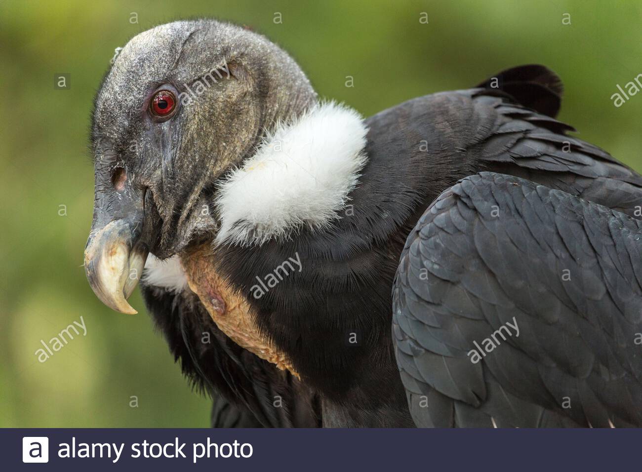 Largest Flying Bird High Resolution Stock Photography and Images - Alamy