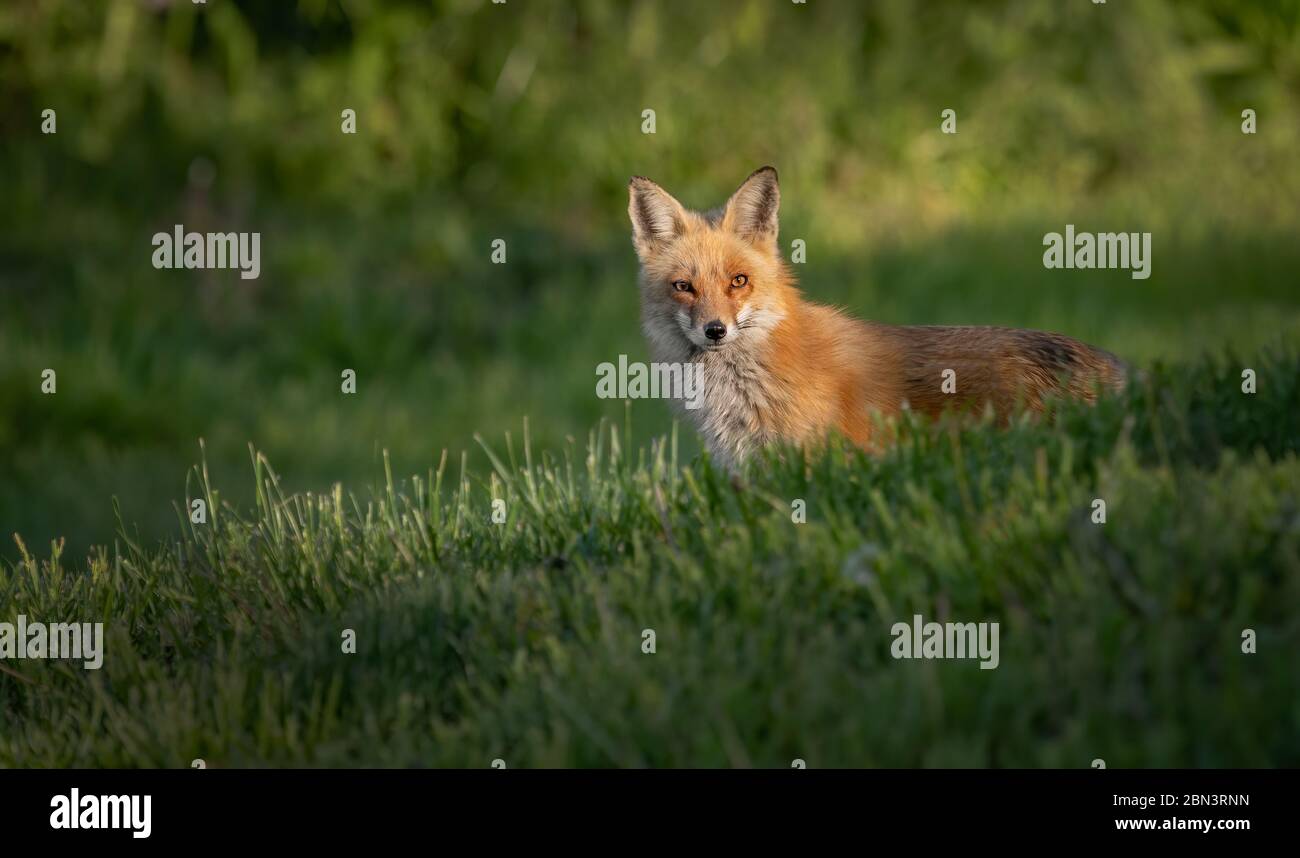 Red fox in New Jersey Stock Photo - Alamy