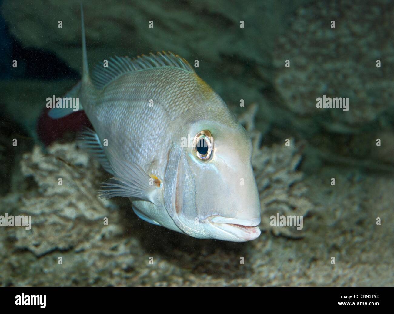 The close view of a fish behind the aquarium glass in Key West town ...