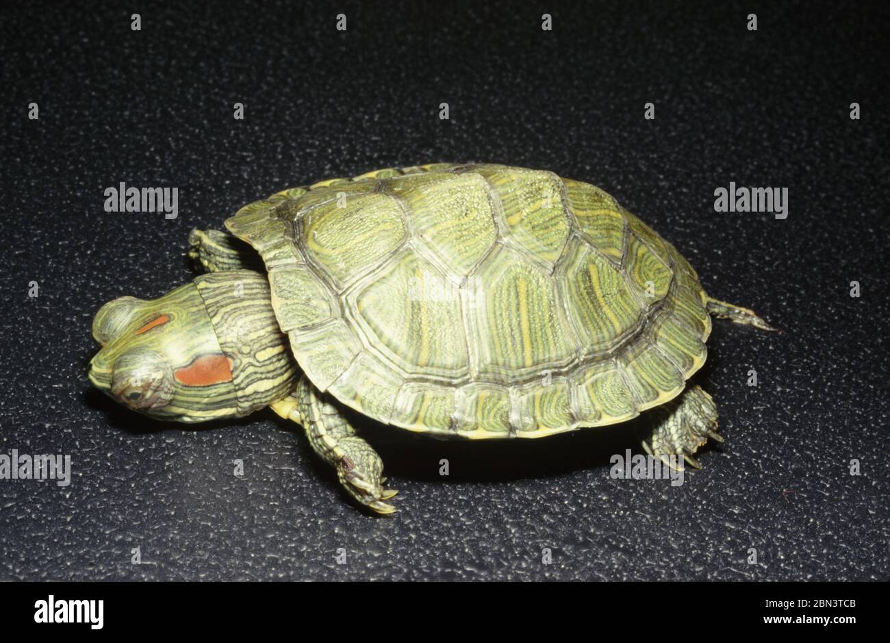 Turtle disease: juvenile red-eared terrapin (Trachemys scripta elegans ...