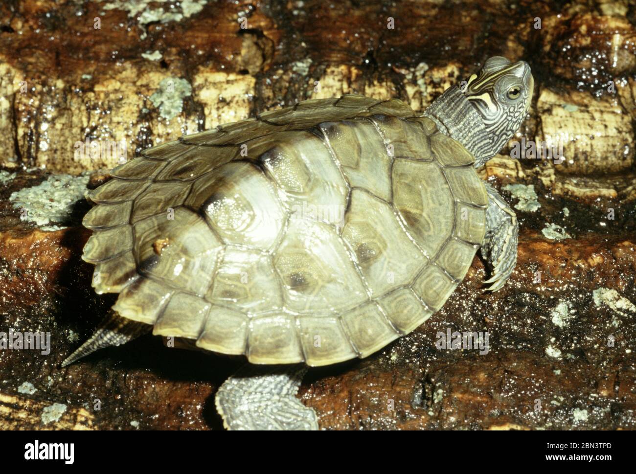 Mississippi Map Turtle High Resolution Stock Photography and Images - Alamy