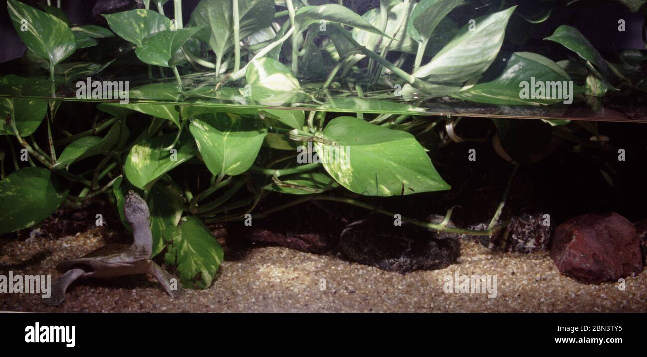 Shell morphology hi-res stock photography and images - Alamy