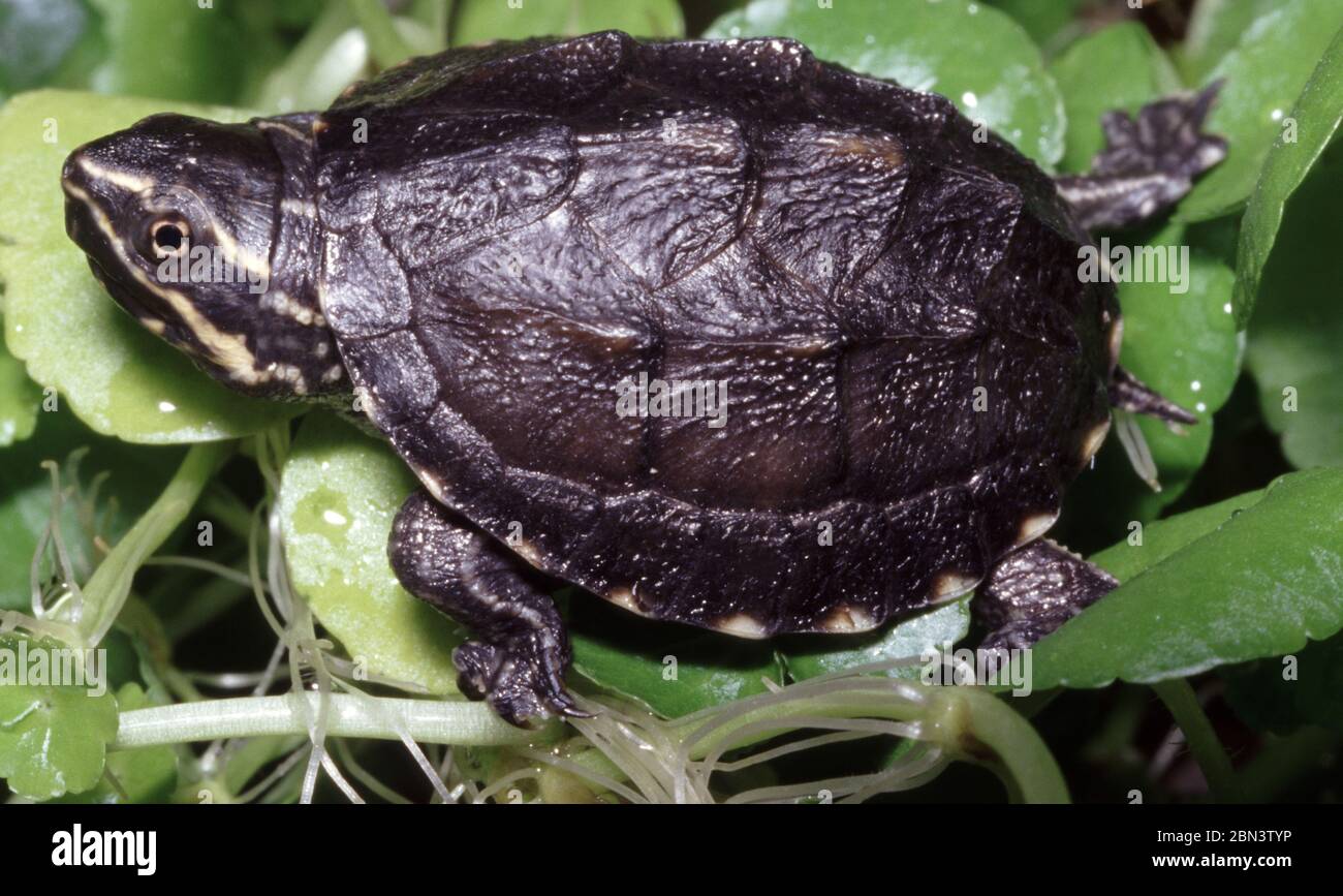 Juvenile Common musk turtle, Sternotherus odoratus Stock Photo - Alamy