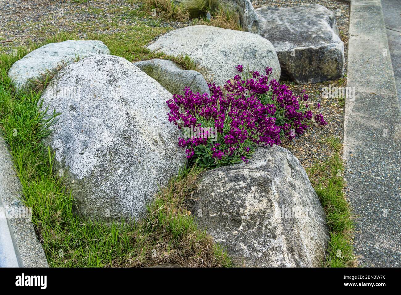 Purple flowers bloom between large rocks Stock Photo - Alamy