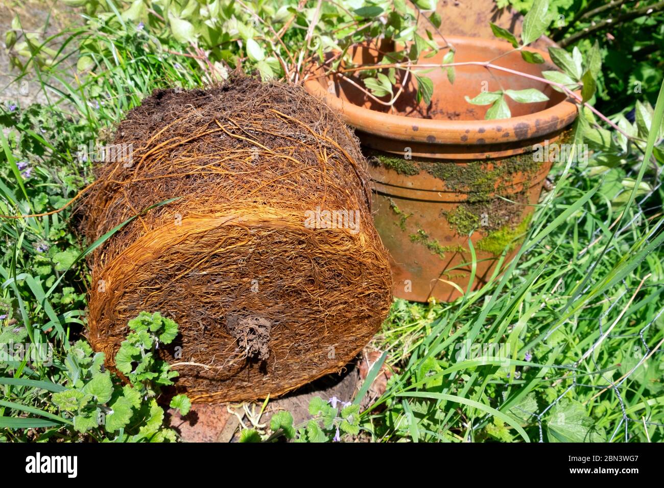 Pot bound roots of clematis plant removed from terra cotta pot for ...
