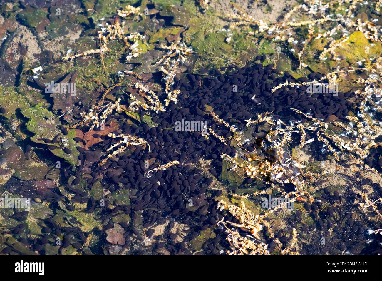 Frogspawn Rana Temporaria developed into tadpoles view from above in ...