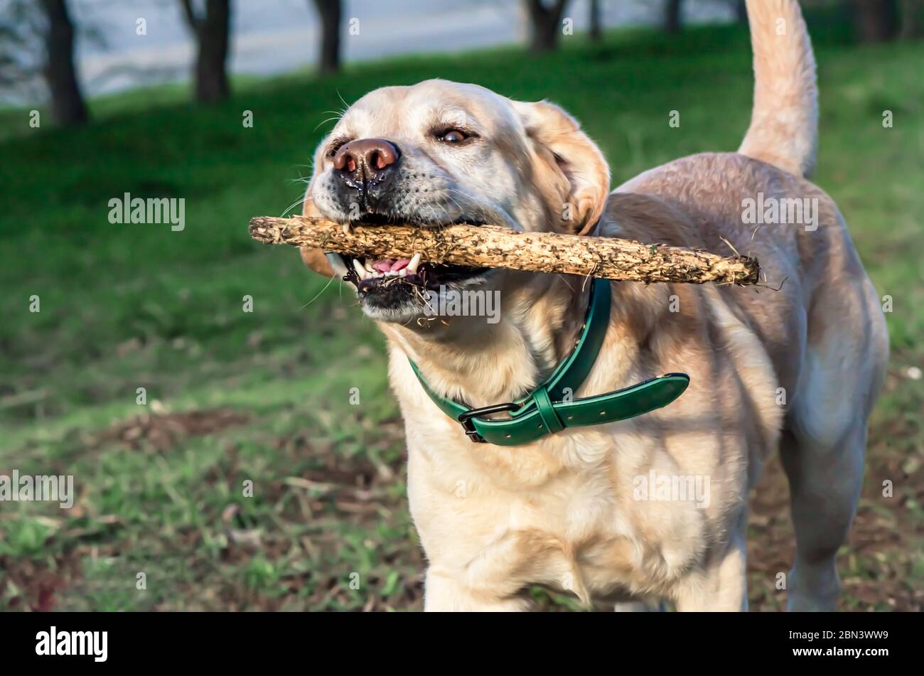 Labrador retriever retrieving stick hi-res stock photography and images ...