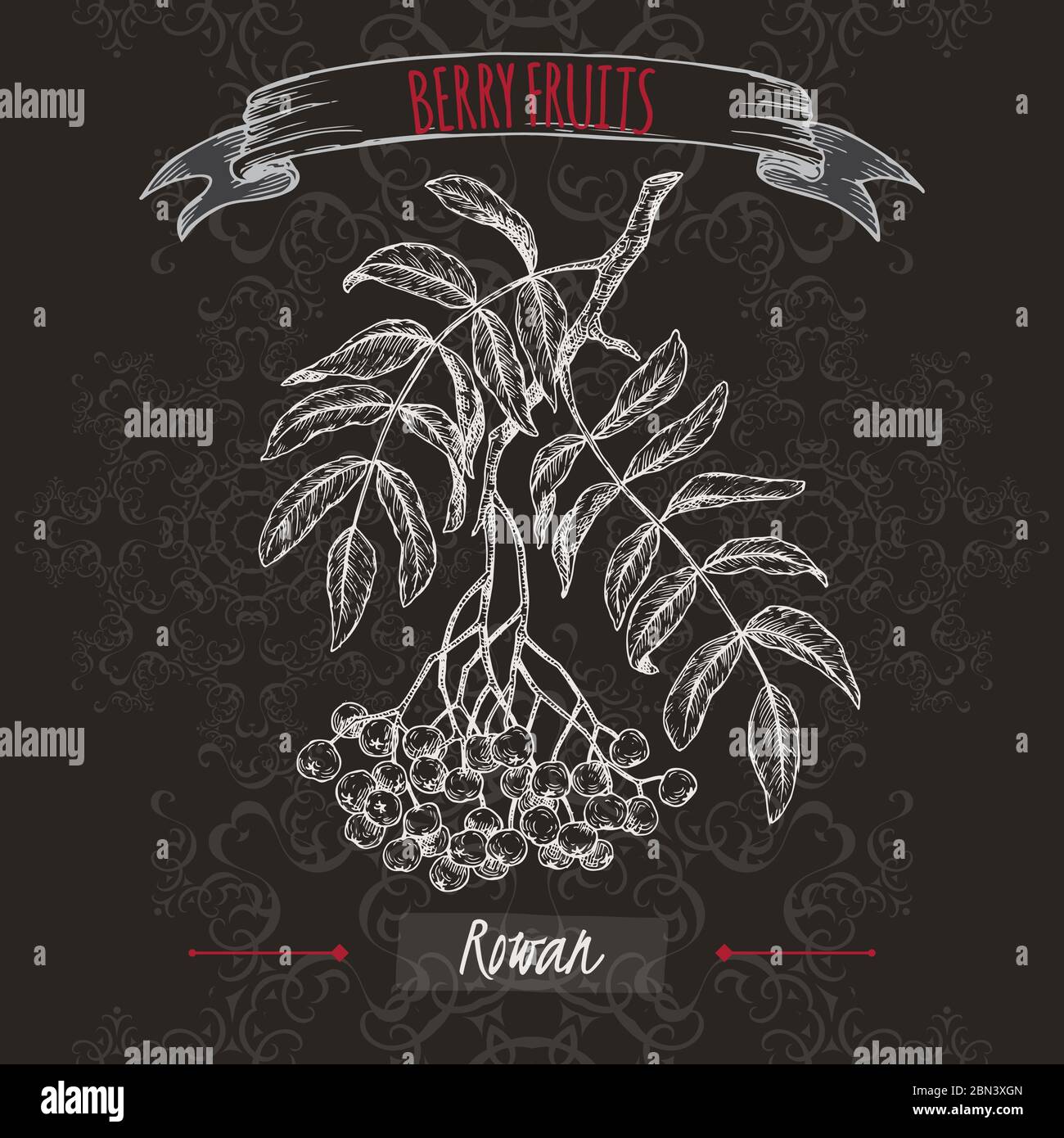 Branch ash tree fruit on Stock Vector Images - Alamy